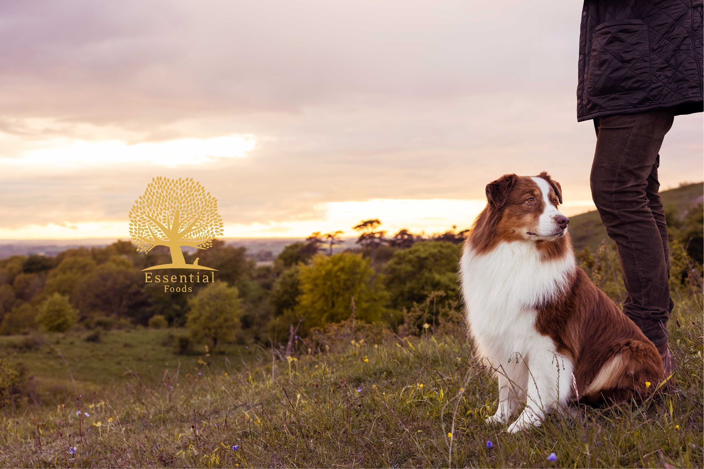 Essential Foods SG: The Highest Quality Grain-free Dog and Cat Food